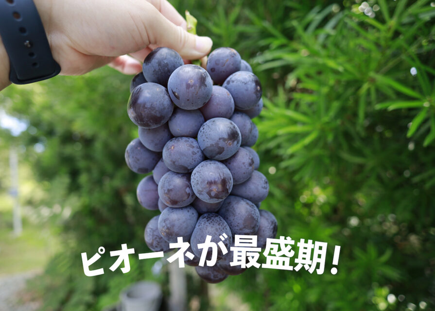 ピオーネの出荷が最盛期です – 影山ぶどう園